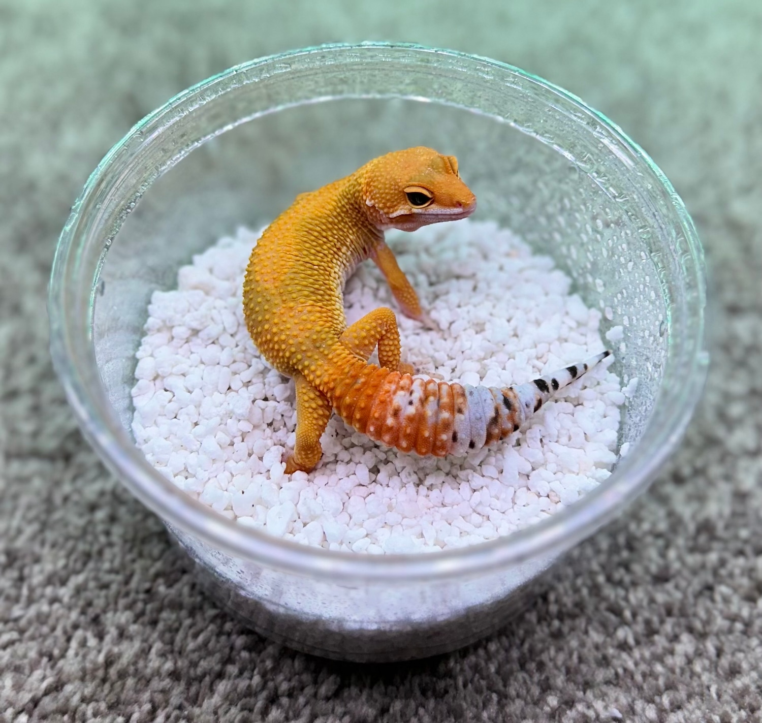 Tornado Clown Very Small Pos Het Raptor Leopard Gecko by BioHype Super ...