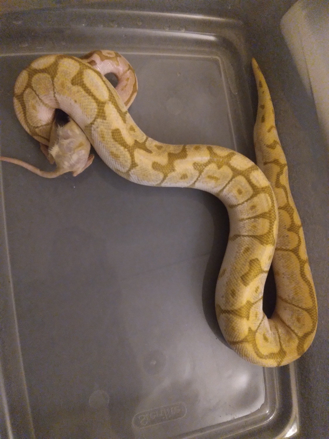Lesser Fire Spider Ball Python by Everleighs place Reptiles and Exotics ...