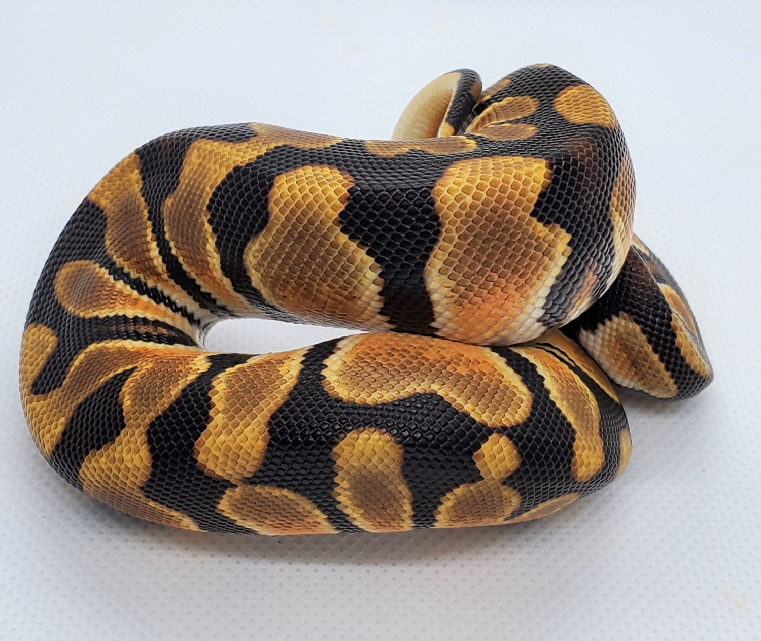 Enchi Orange Dream Het Orange Ghost Ball Python by Firststrikesnakes ...