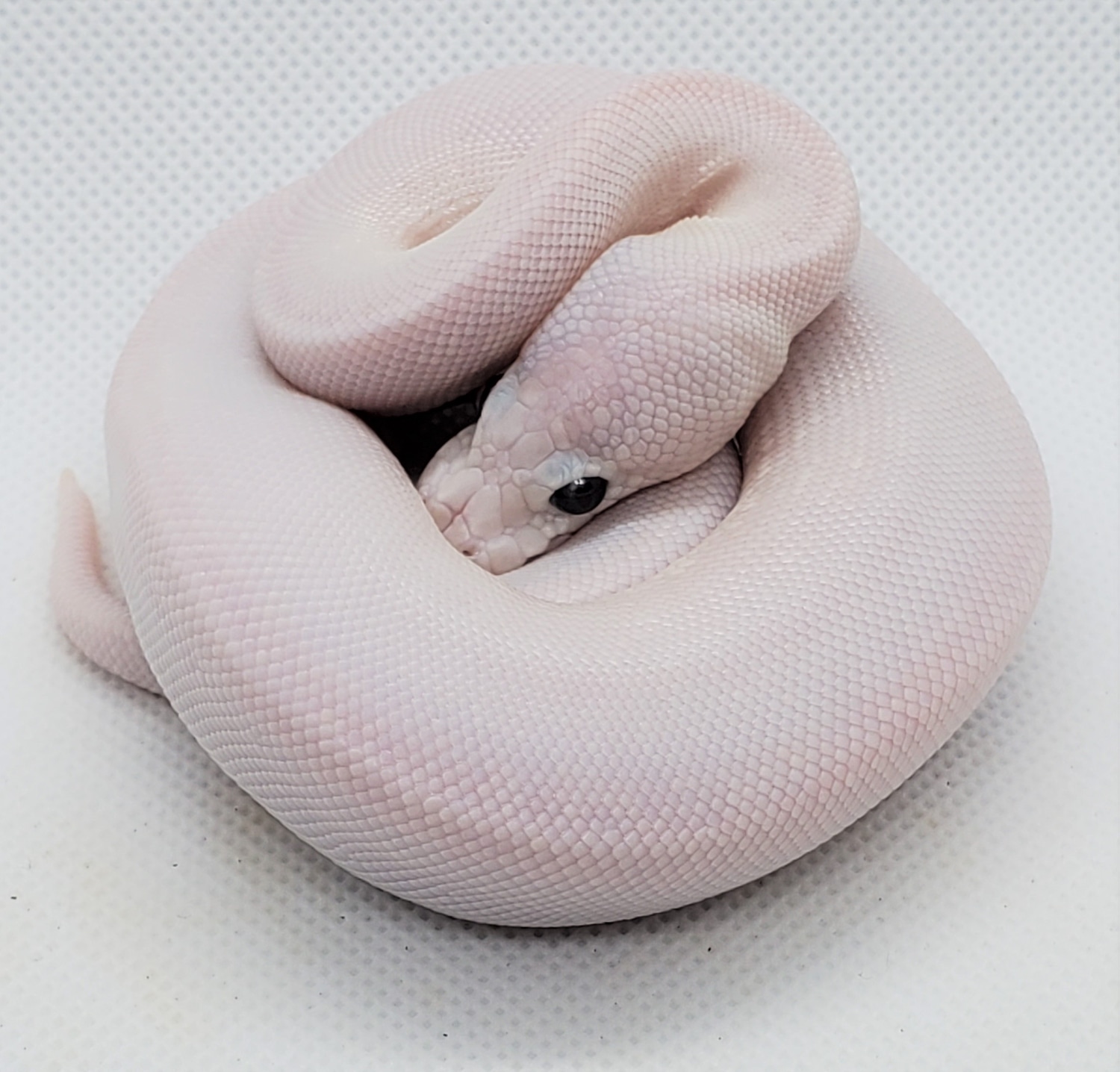 BEL Orange Ghost Ball Python by Firststrikesnakes - MorphMarket