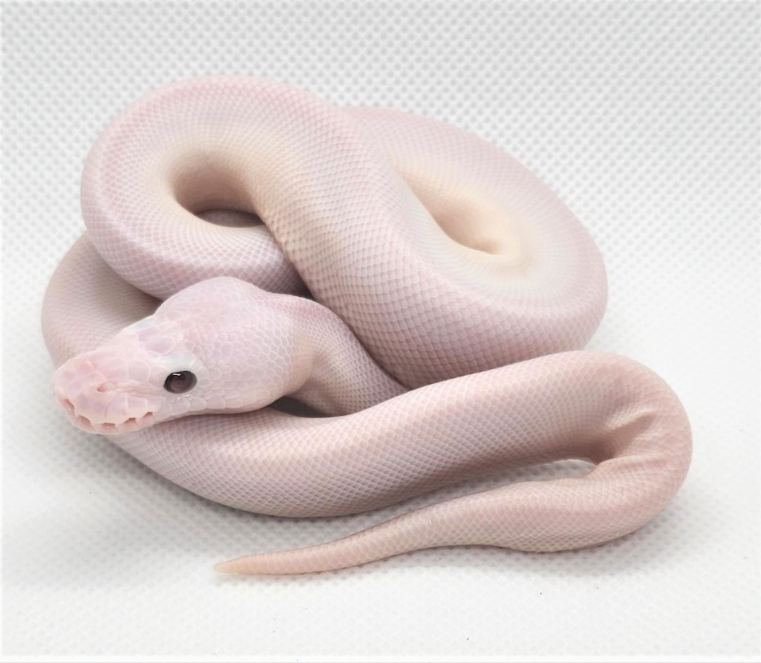 Lesser Piebald Ball Python by Firststrikesnakes - MorphMarket