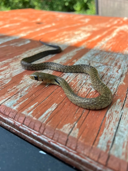 Black Tail Cribo Cribo & Indigo Snakes by J.M.Colubrids