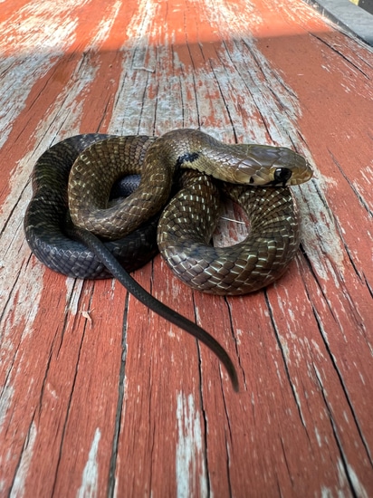 Black Tail Cribo Cribo & Indigo Snakes by J.M.Colubrids