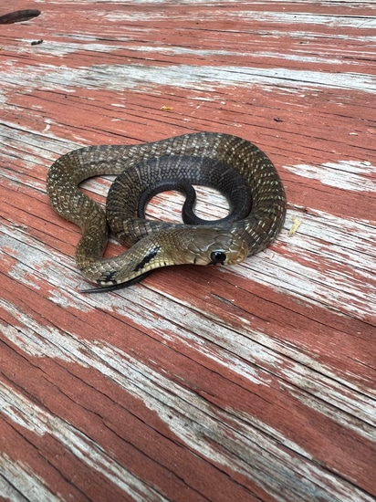 Black Tail Cribo Cribo & Indigo Snakes by J.M.Colubrids