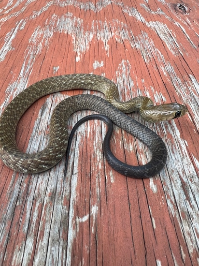 Black Tail Cribo Cribo & Indigo Snakes by J.M.Colubrids