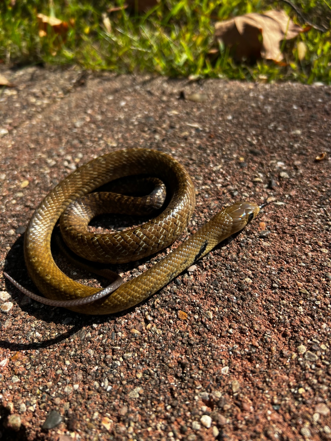 Brown Tail Cribo Cribo & Indigo Snake by J.M.Colubrids - MorphMarket