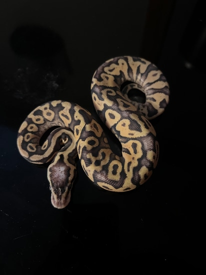 Super Yellow Belly Ball Python by J.M.Colubrids