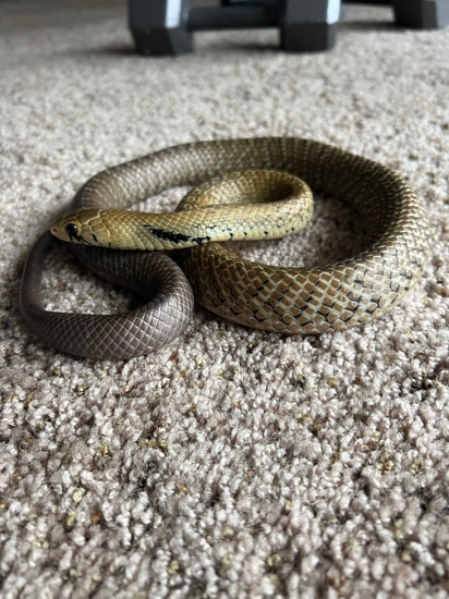 Brown Tail Cribo Cribo & Indigo Snakes by J.M.Colubrids