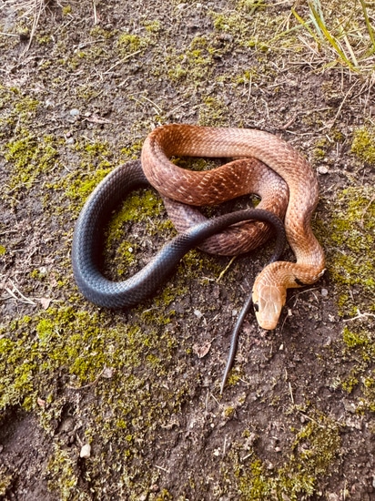 Yucatán Red Black Tail Cribo Cribo & Indigo Snakes by J.M.Colubrids