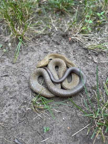 Unicolor Cribo & Indigo Snakes by J.M.Colubrids