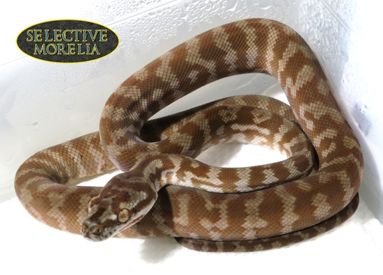 Caramel 100% Het Axanthic Coastal Carpet Python by Selective Morelia