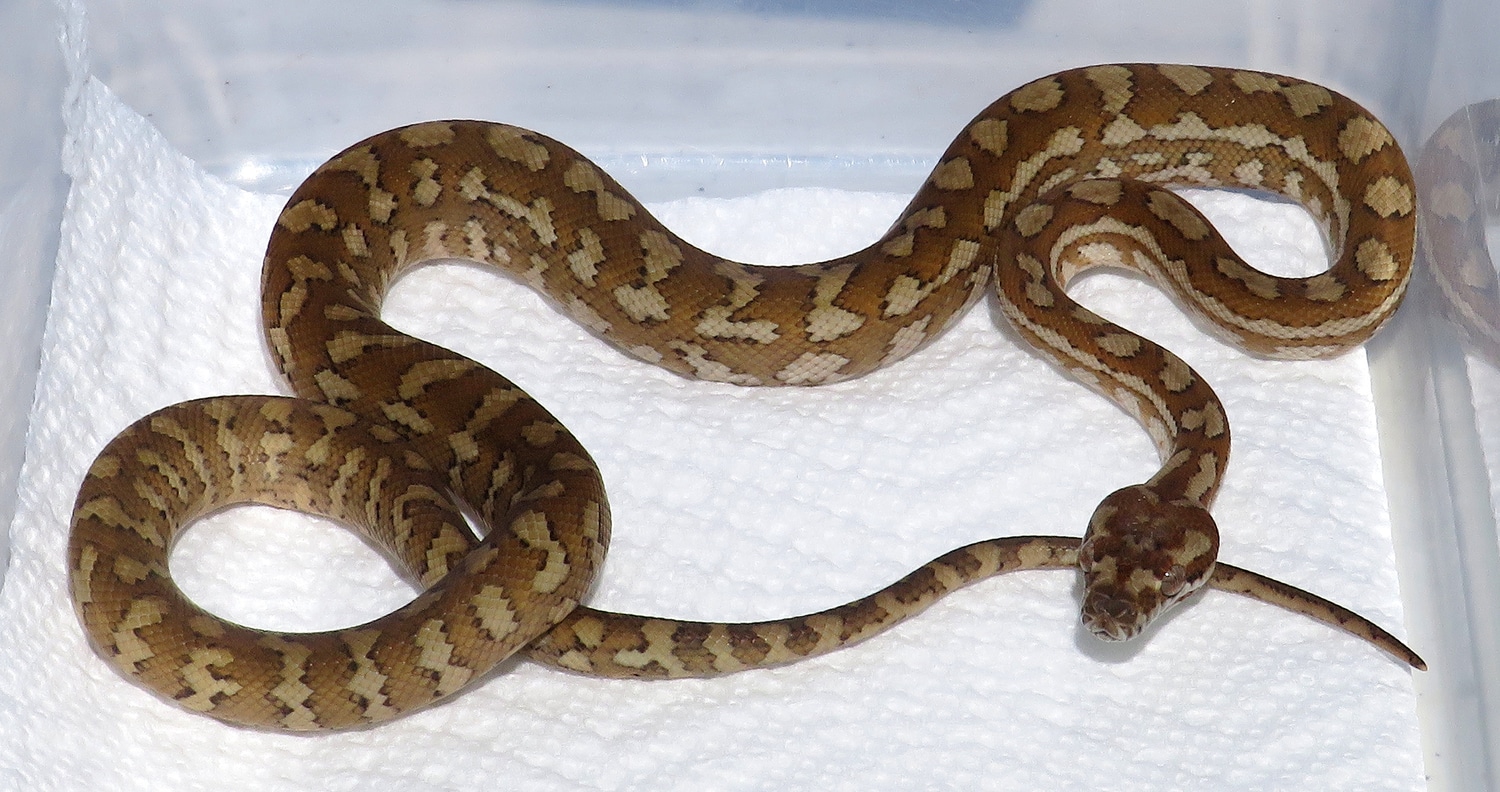 Hypo Bredli Caramel Jaguar Other Carpet Python by Selective Morelia ...