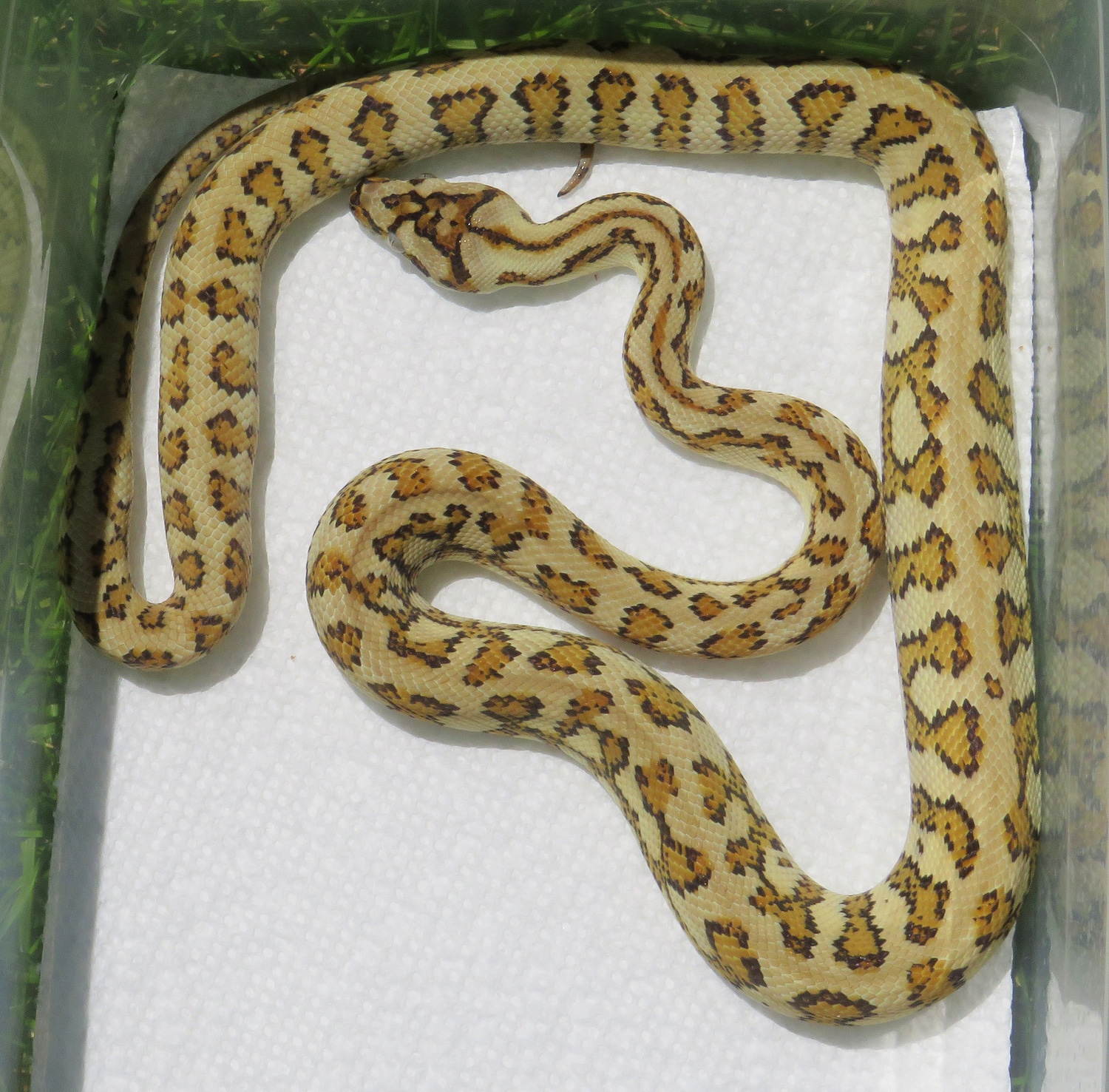 Hypo Caramel Bredli Jaguar Other Carpet Python by Selective Morelia ...