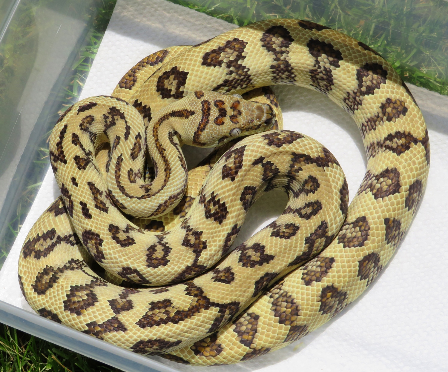 2020 Caramel Het Axanthic Jaguar Female Other Carpet Python by ...