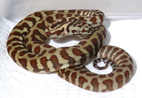 Hypo Bredli Caramel Jaguar Other Carpet Python by Selective Morelia