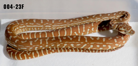Hypo Bredli Centralian Carpet Python by Selective Morelia