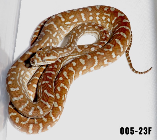 Hypo Bredli Centralian Carpet Python by Selective Morelia