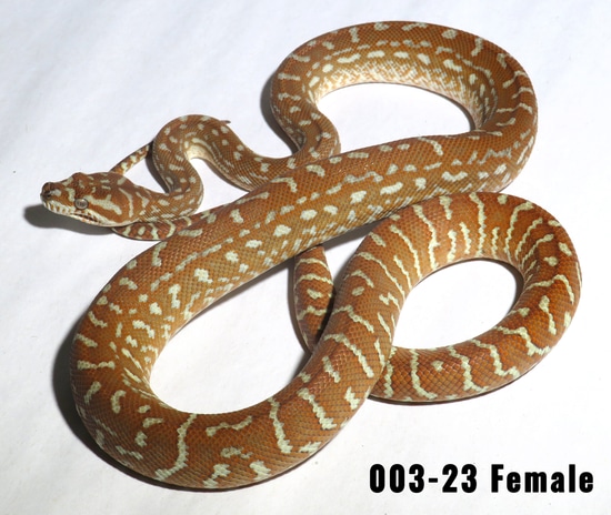Hypo Bredli Centralian Carpet Python by Selective Morelia