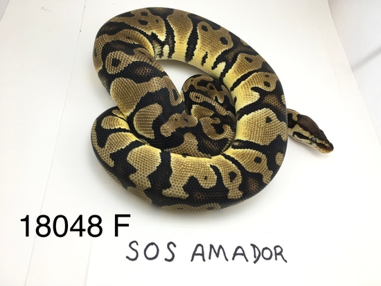 Pastel Het Clown F 420g Ball Python by SOS Amador