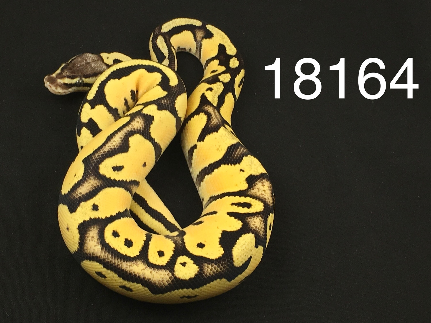 Orange Dream Super Pastel Fire Ball Python by SOS Amador - MorphMarket