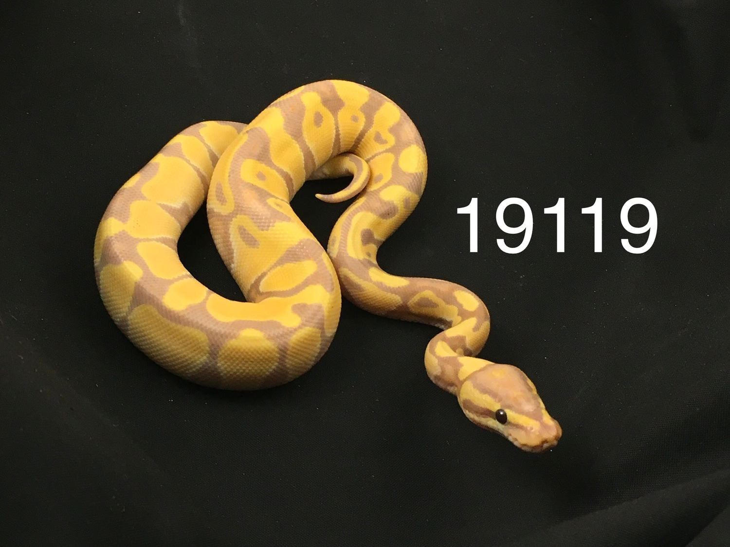 Banana Enchi Ball Python by SOS Amador - MorphMarket