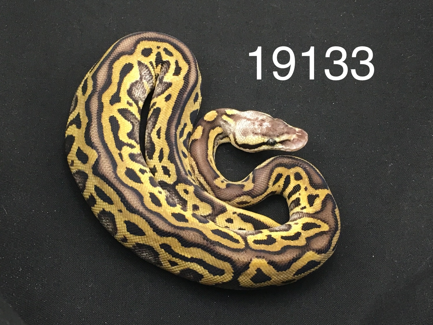 Leopard Vanilla Pastel Het Clown Ball Python by SOS Amador - MorphMarket