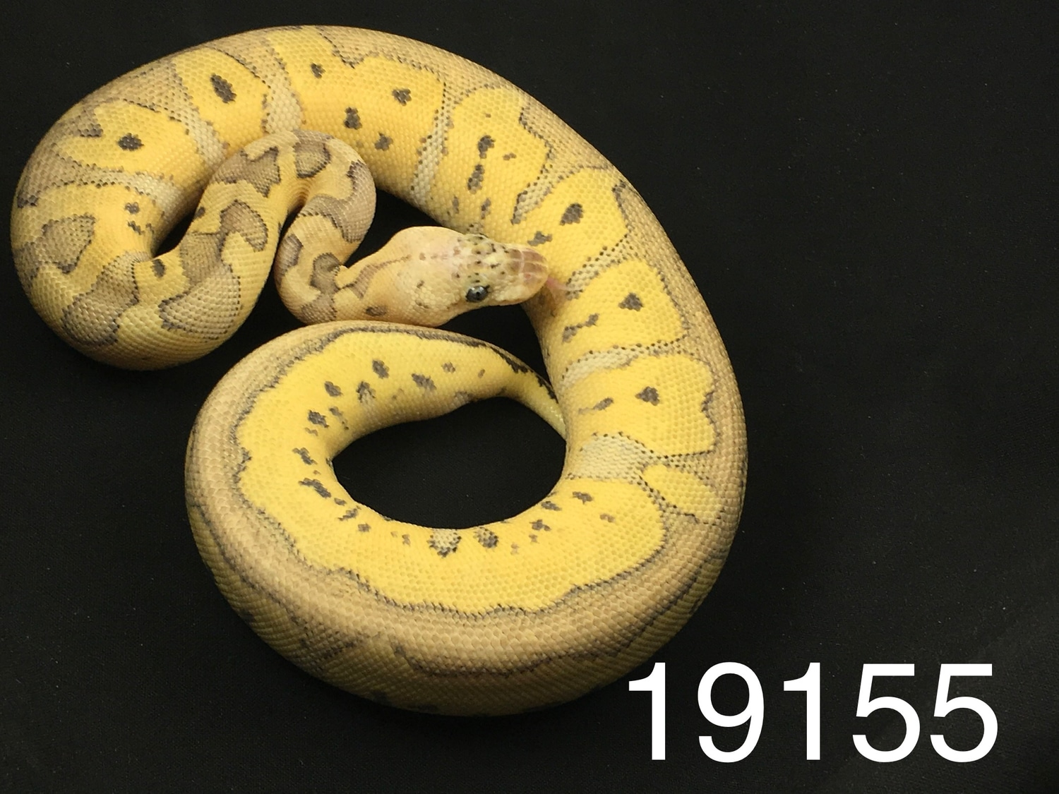 Super Pastel Clown Ball Python by SOS Amador - MorphMarket