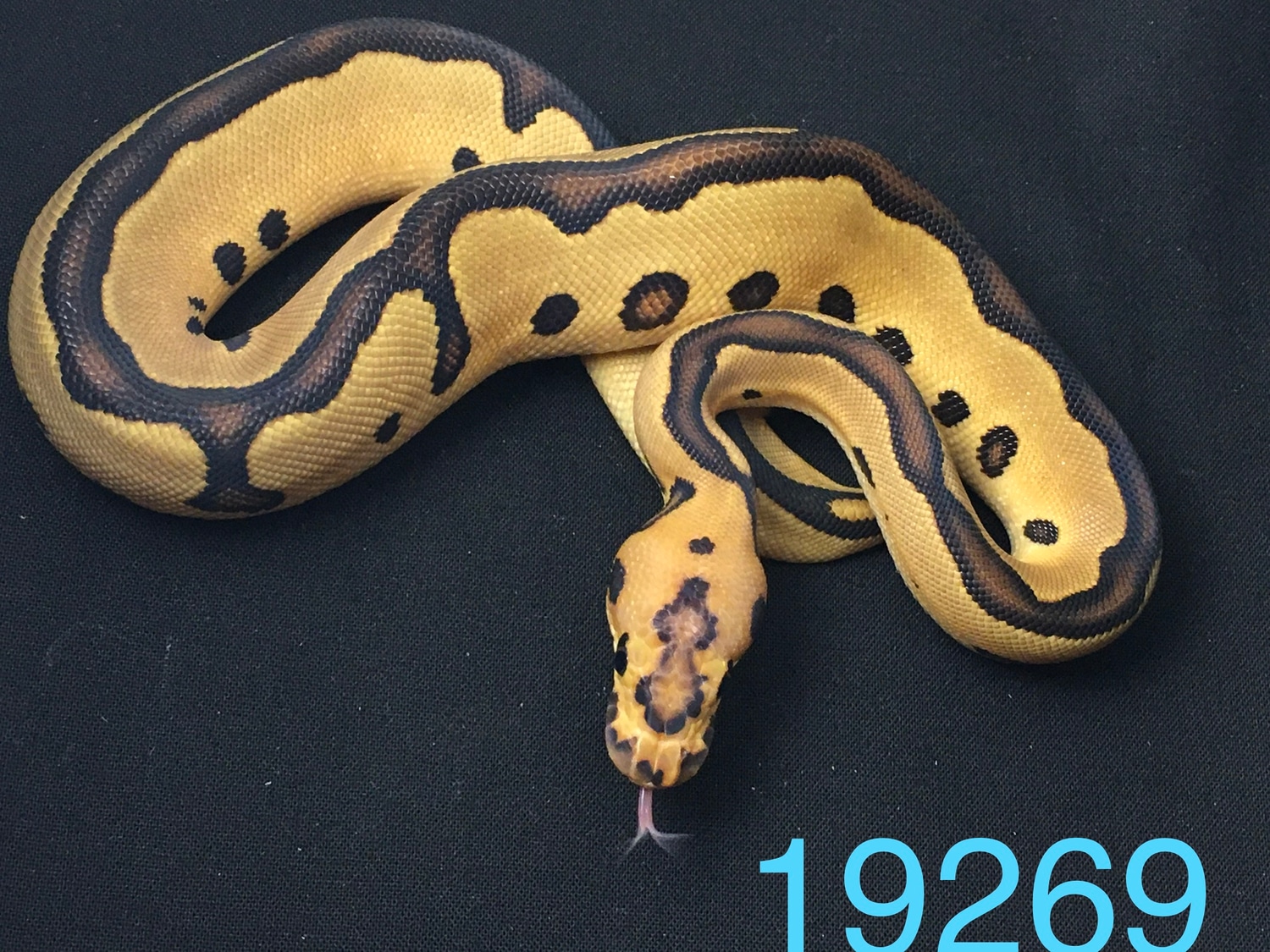 Leopard Vanilla Clown Female Ball Python by SOS Amador - MorphMarket