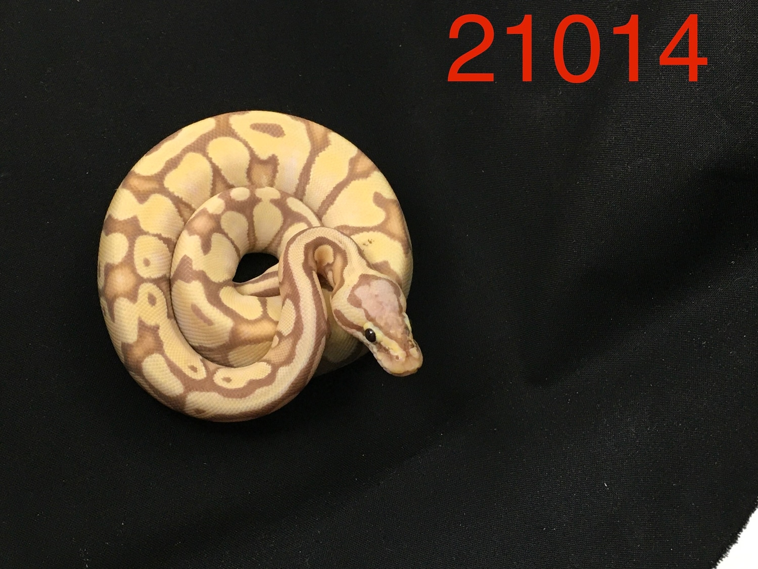 Banana Enchi Pastel Female Ball Python by SOS Amador - MorphMarket USA