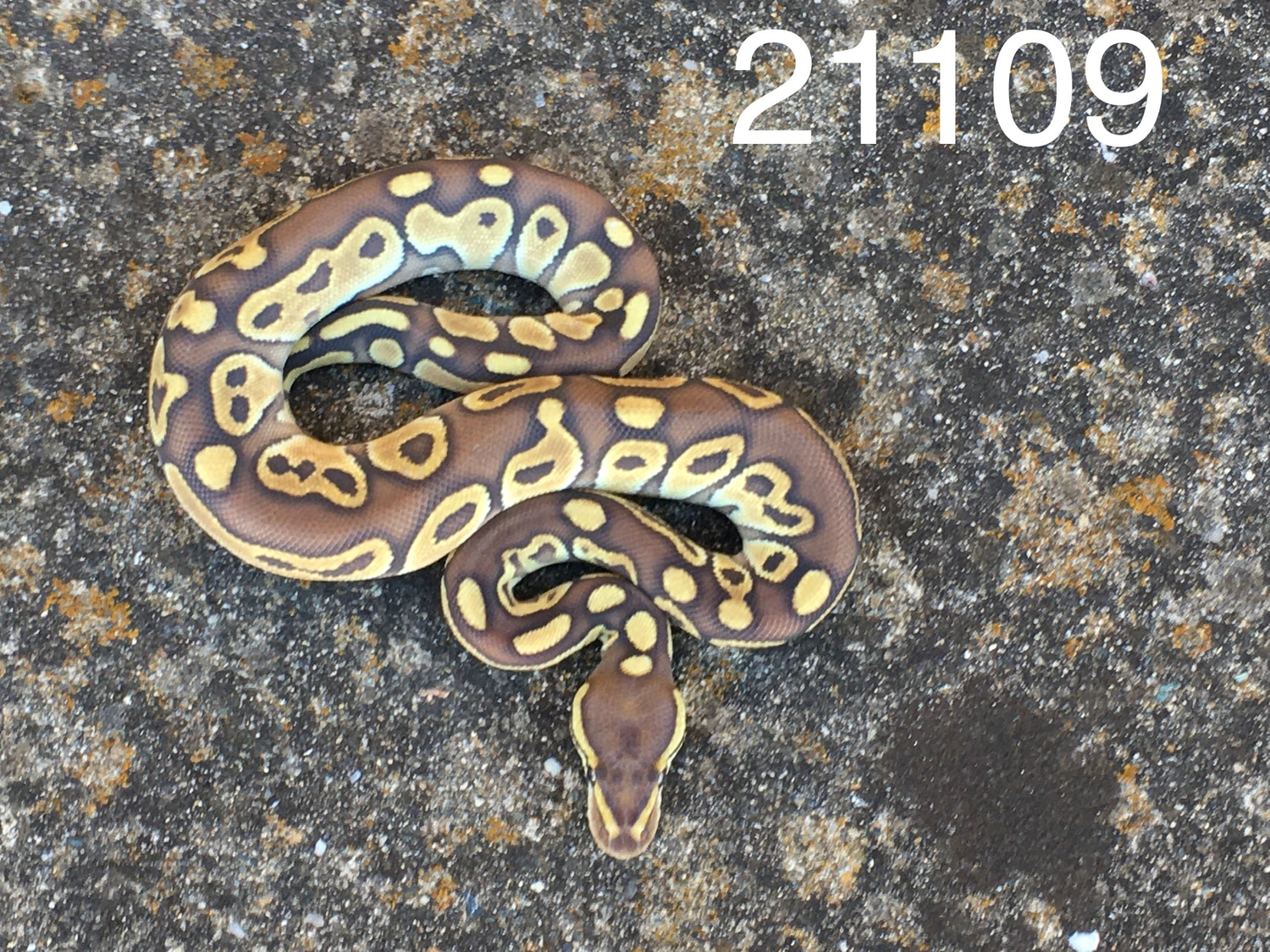 Chocolate Lesser Het Clown Female Ball Python by SOS Amador - MorphMarket