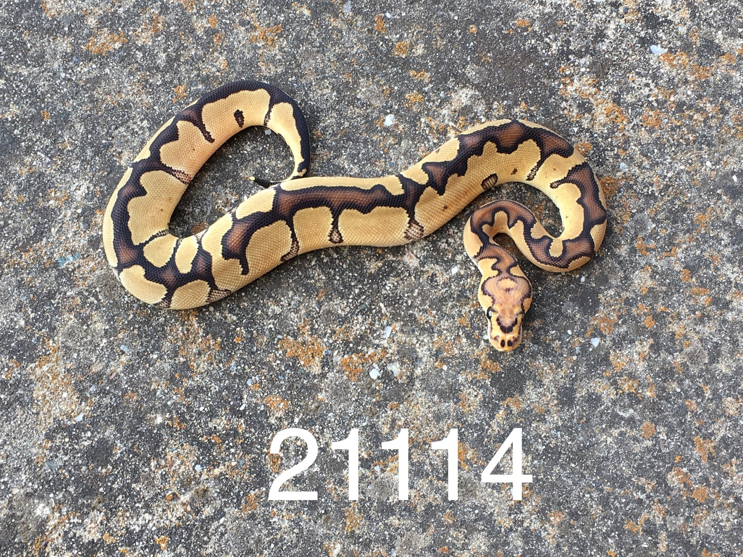 Vanilla Clown Female Ball Python by SOS Amador - MorphMarket