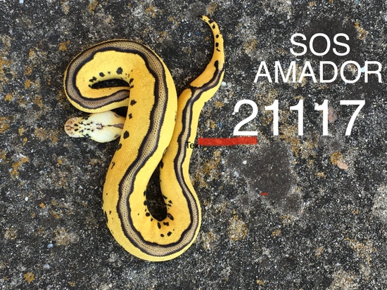 Leopard Vanilla Pastel Clown Ball Python by SOS Amador