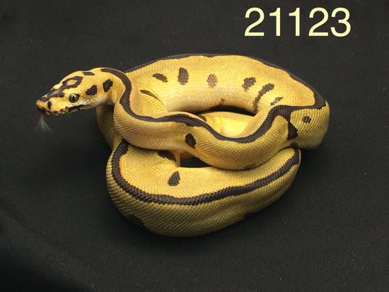 Batman Enchi(V) Ball Python by SOS Amador