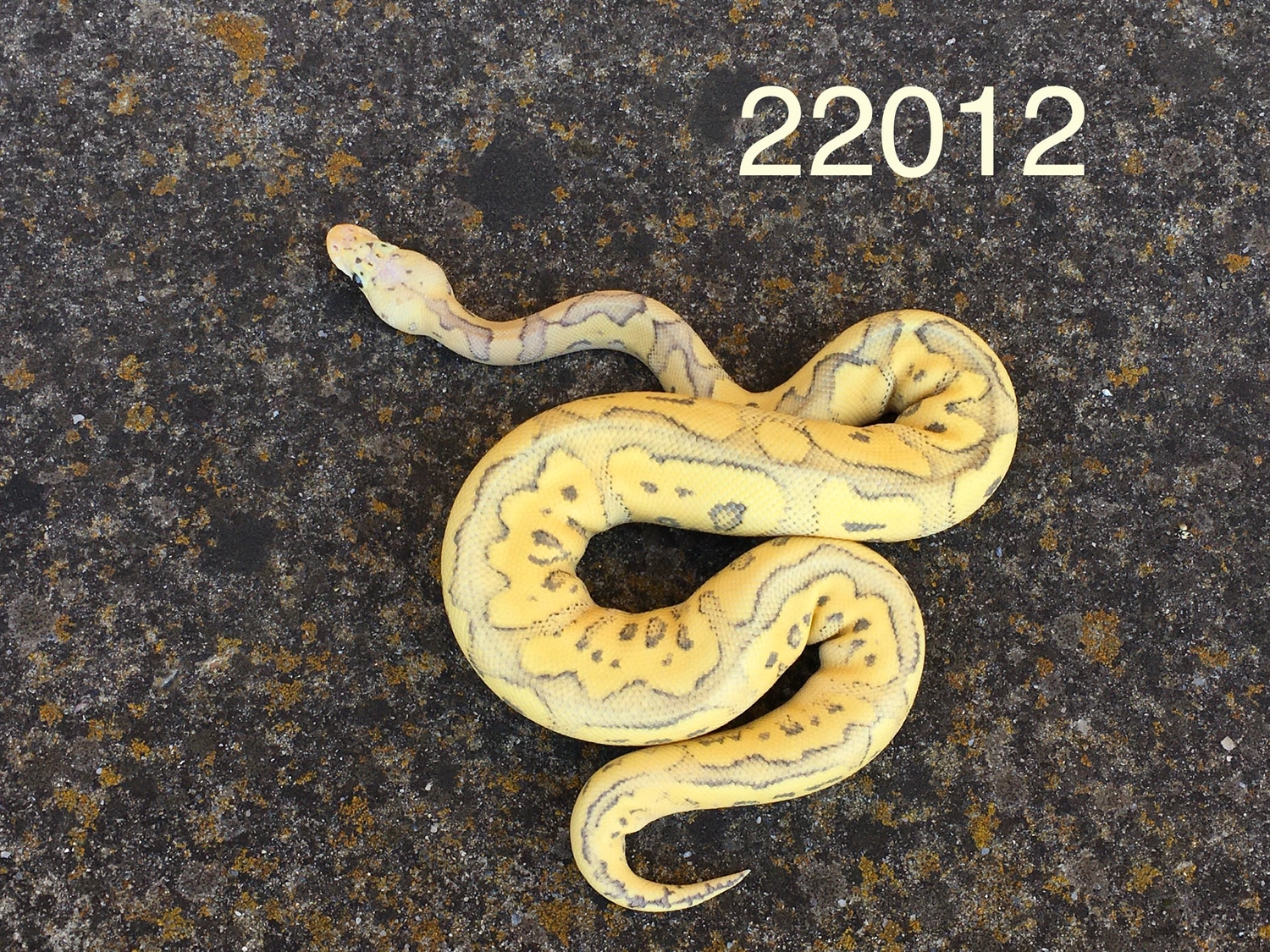 Super Pastel Clown 290g Ball Python by SOS Amador - MorphMarket