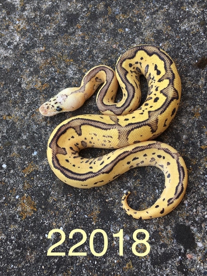 Firefly Leopard Clown Female Ball Python by SOS Amador