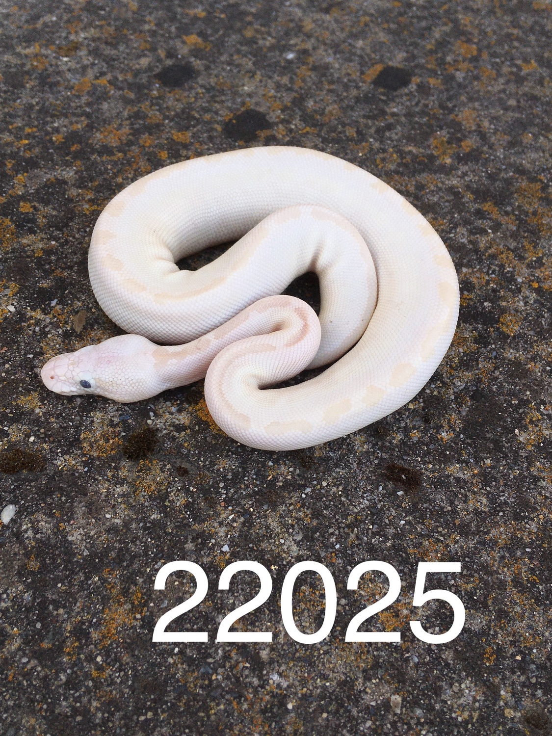 Super Russo Het Clown Female Ball Python by SOS Amador - MorphMarket