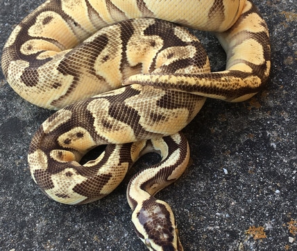 Fire Special Clown Ball Python by SOS Amador - MorphMarket