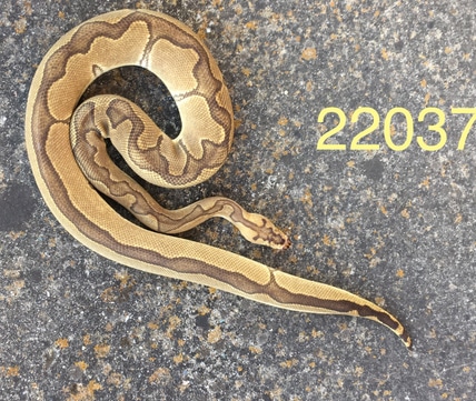 Blackhead Fire Clown Male Ball Python by SOS Amador - MorphMarket