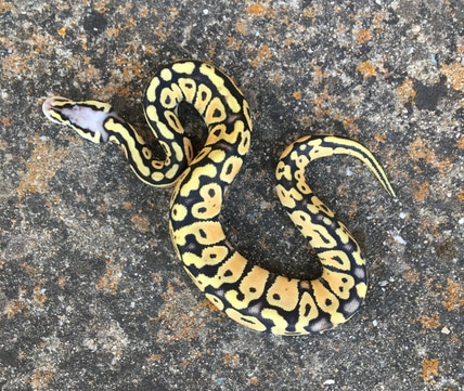 Blackhead Fire Clown Male Ball Python by SOS Amador - MorphMarket