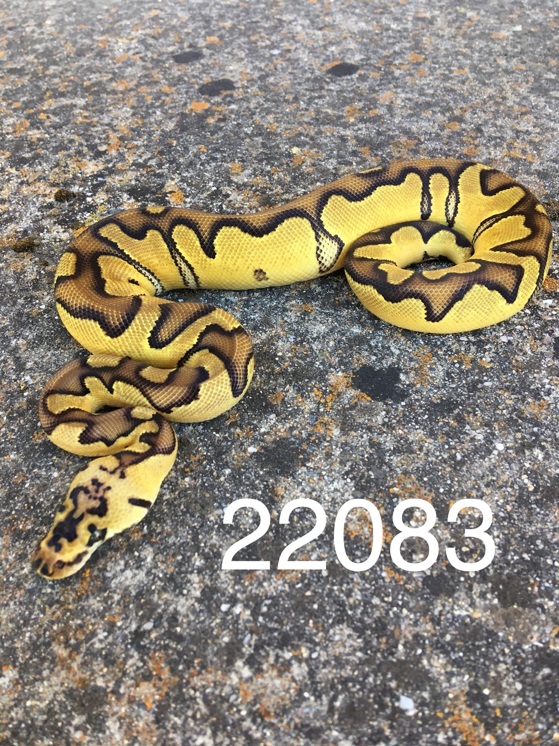 Blackhead Enchi Pastel Clown Female Ball Python by SOS Amador - MorphMarket