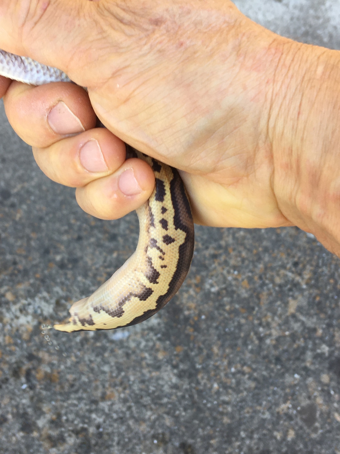 Blackhead Fire Clown Male Ball Python by SOS Amador - MorphMarket