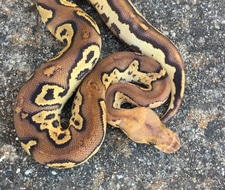 Blackhead Fire Clown Male Ball Python by SOS Amador - MorphMarket