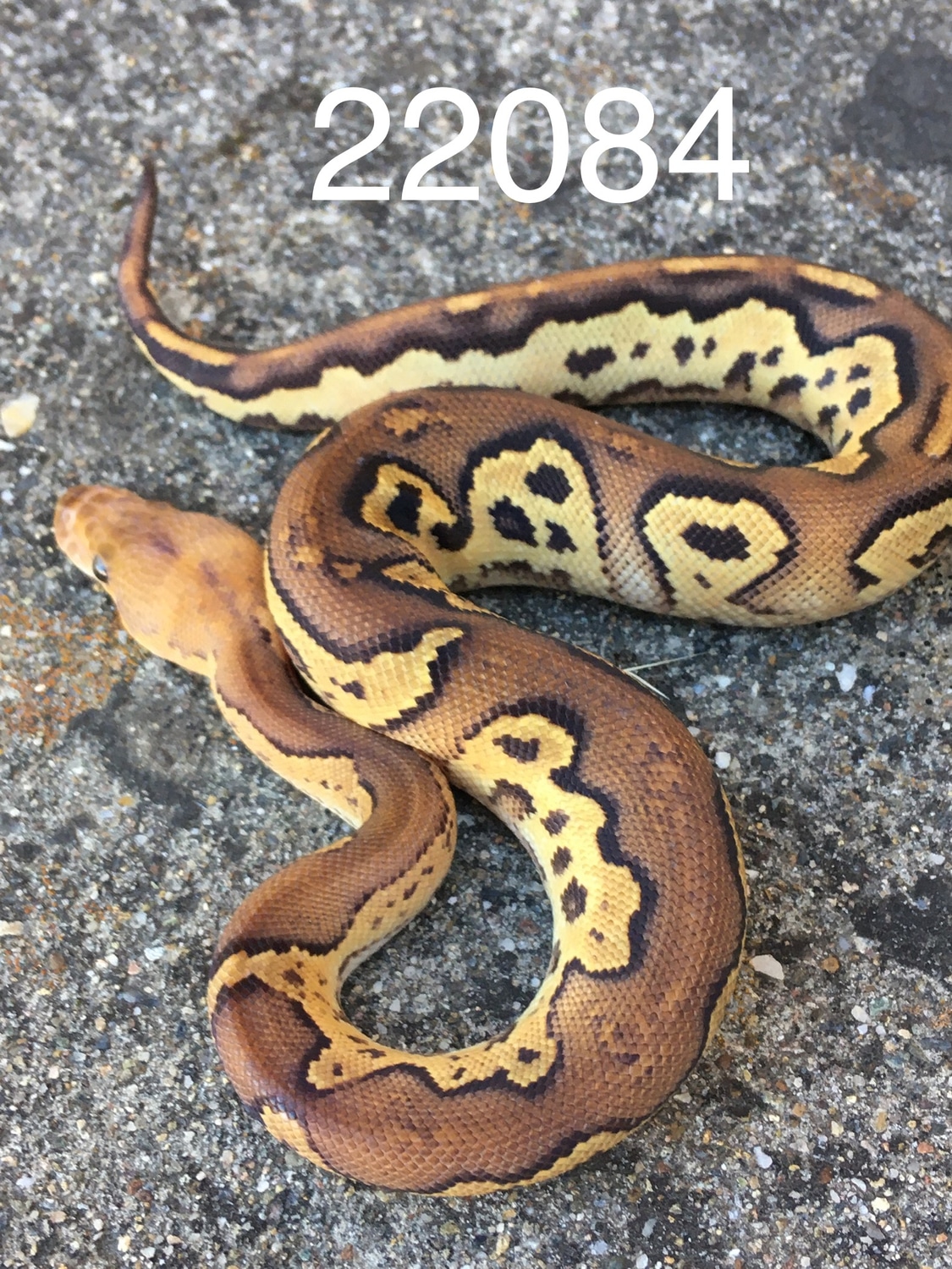 Blackhead Fire Clown Male Ball Python by SOS Amador - MorphMarket