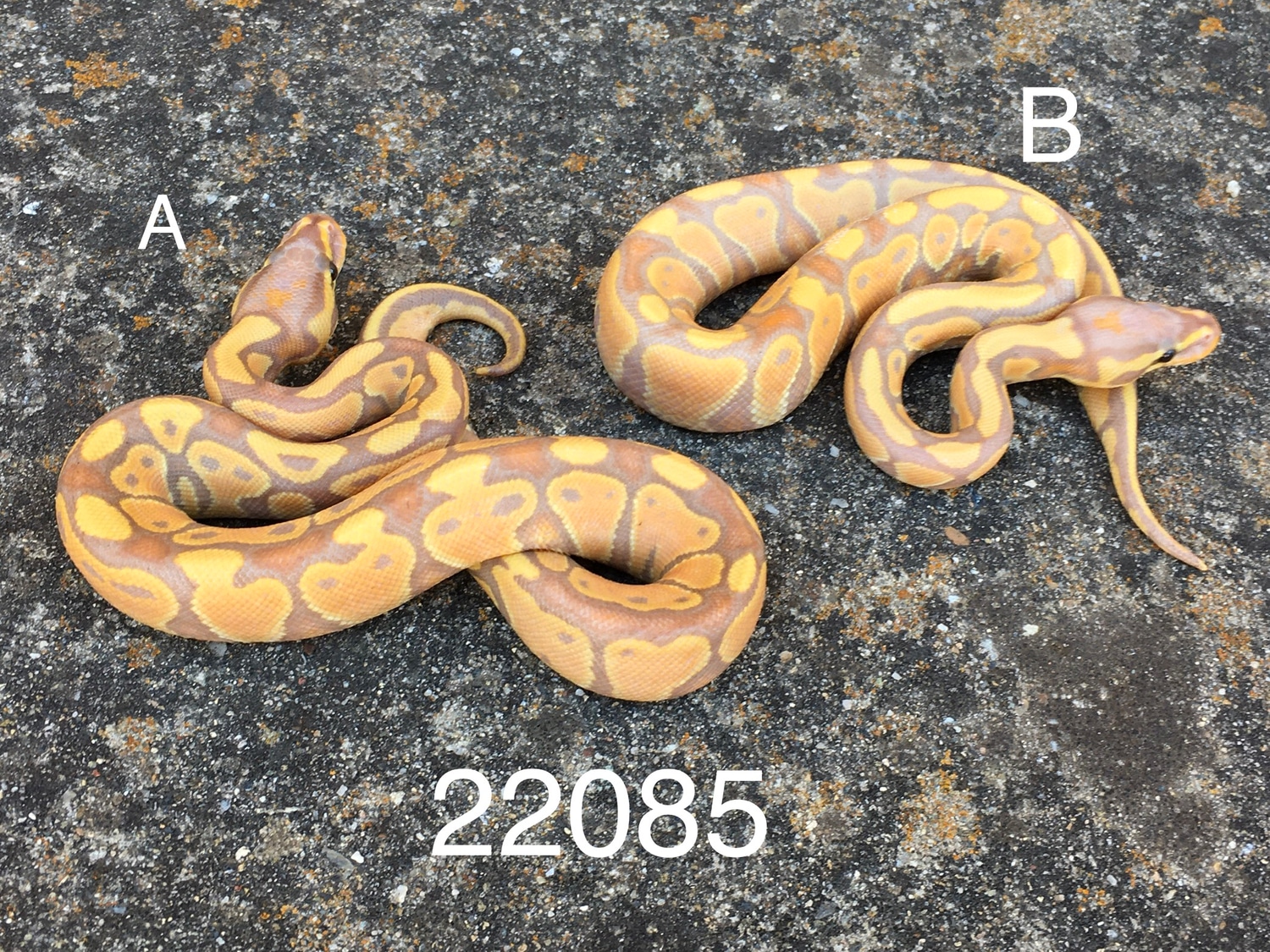 Redstripe Banana Het Clown Female Ball Python by SOS Amador - MorphMarket