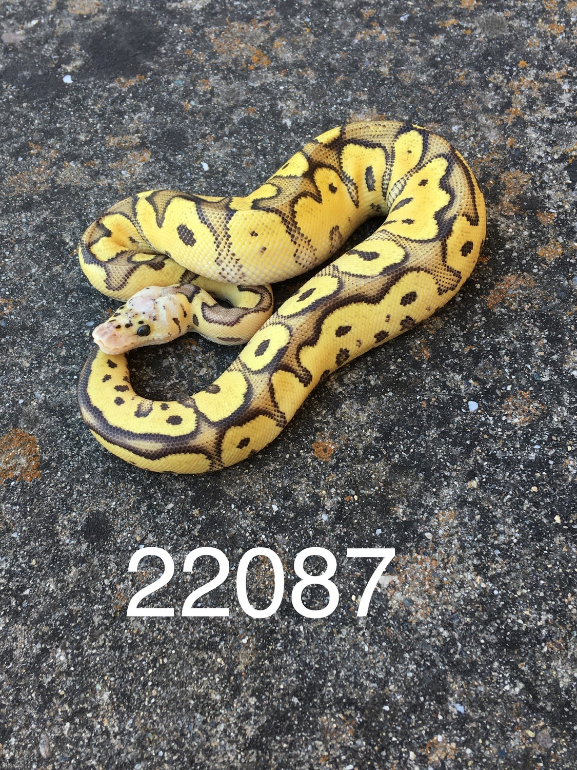 Fire Pastel Clown Ball Python by SOS Amador - MorphMarket