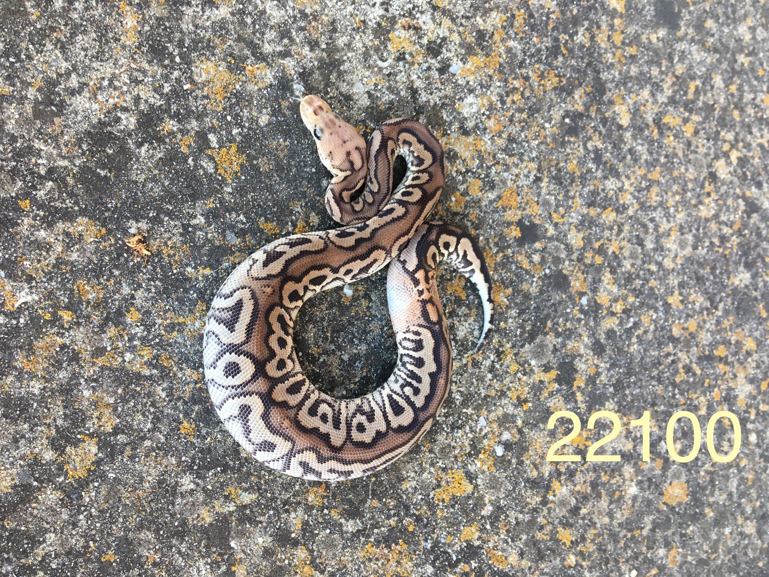 Spotnose Cinnamon Clown Ball Python by SOS Amador - MorphMarket