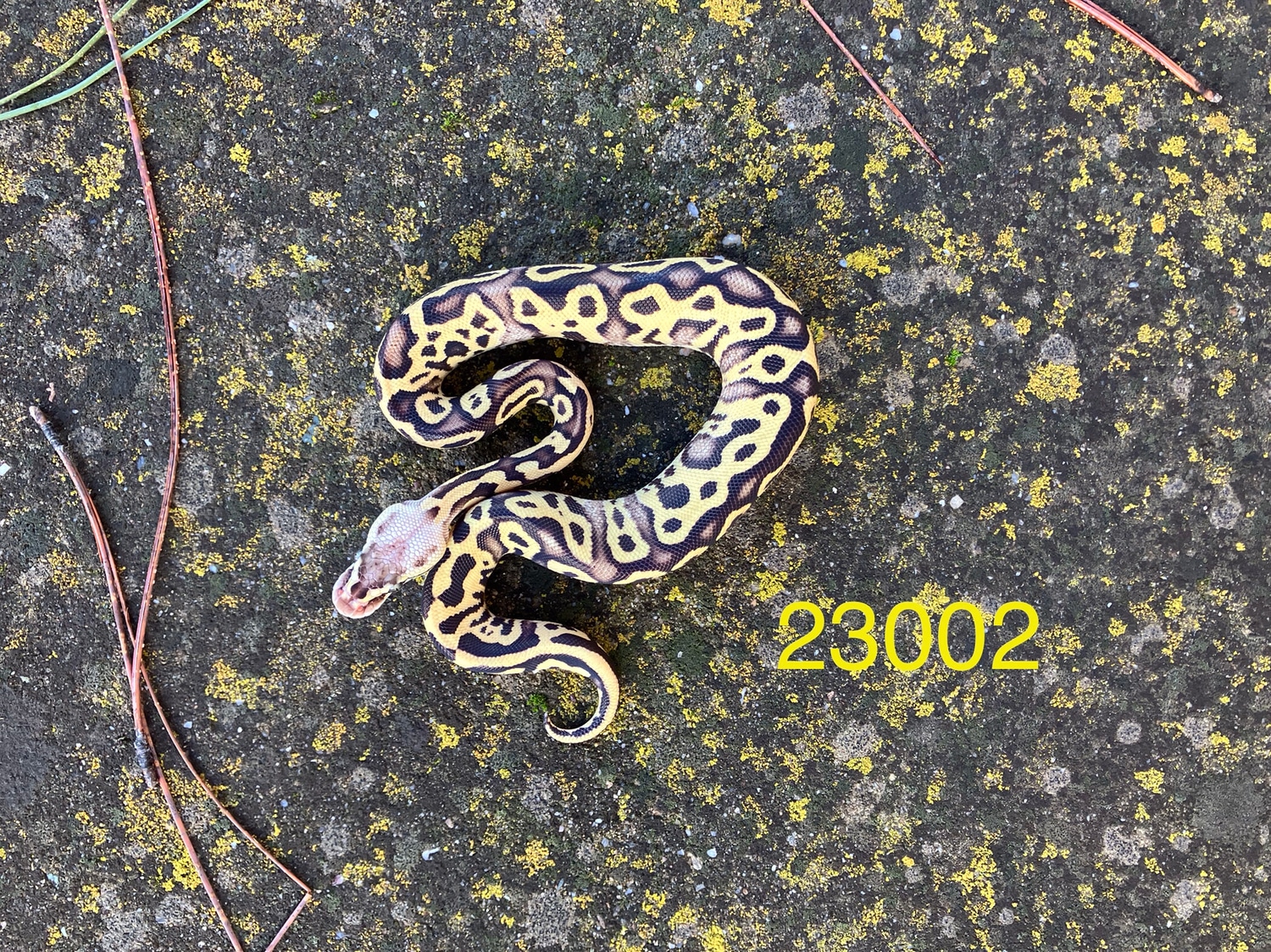 Leopard Firefly Het Clown Female Ball Python by SOS Amador - MorphMarket