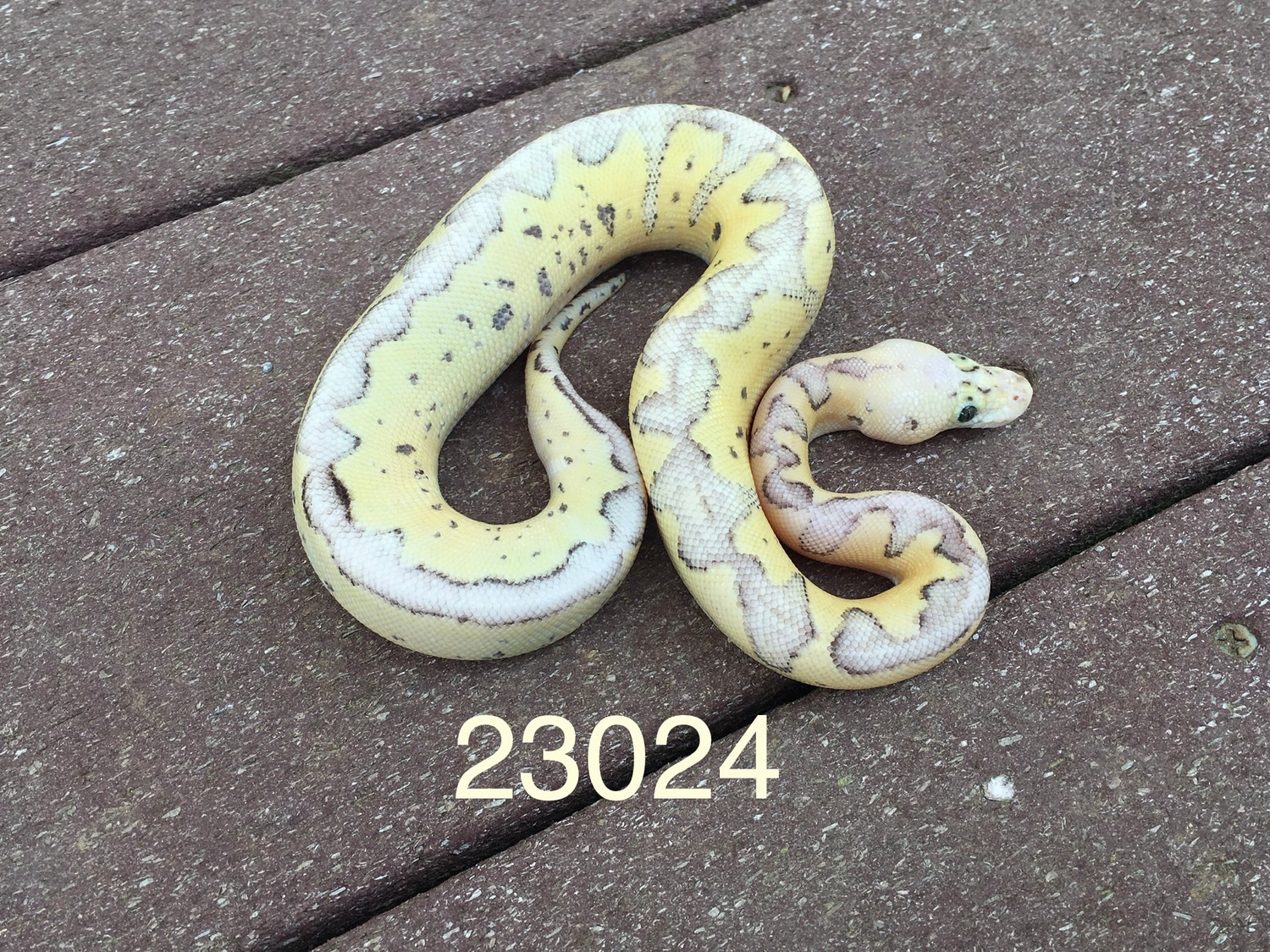 Orange Dream Super Pastel Clown Ball Python by SOS Amador - MorphMarket