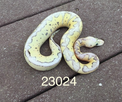 Blackhead Fire Clown Male Ball Python by SOS Amador - MorphMarket