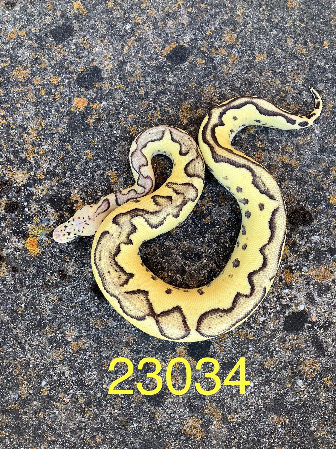 Fire Enchi Super Pastel Clown Ball Python by SOS Amador - MorphMarket